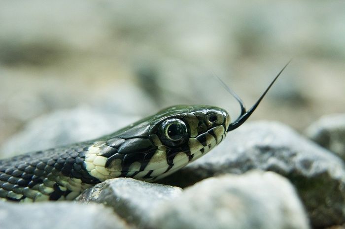 5 Fakta Ular Taipan Pedalaman: "si Ranjau Darat" yang Paling Berbisa di ...