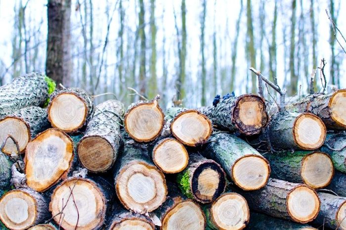 Cari Jawaban Kelas 4 SD Tema 4, Bagaimana Cara Menghemat Penggunaan ...