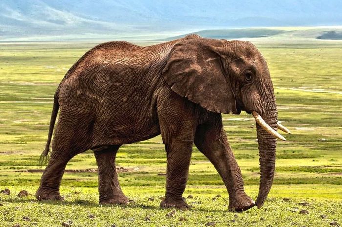 Dari Punya Ingatan Luar Biasa hingga Tak Bisa Melompat, Ini Fakta-Fakta ...