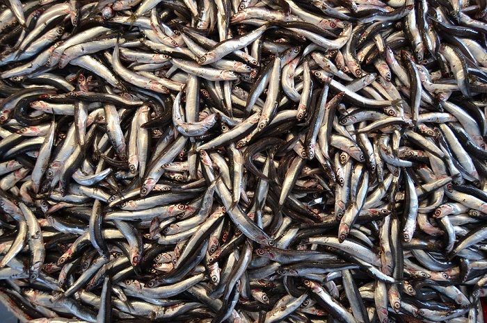 Sering Disepelekan Karena Ukurannya Yang Kecil Ikan Teri Ternyata
