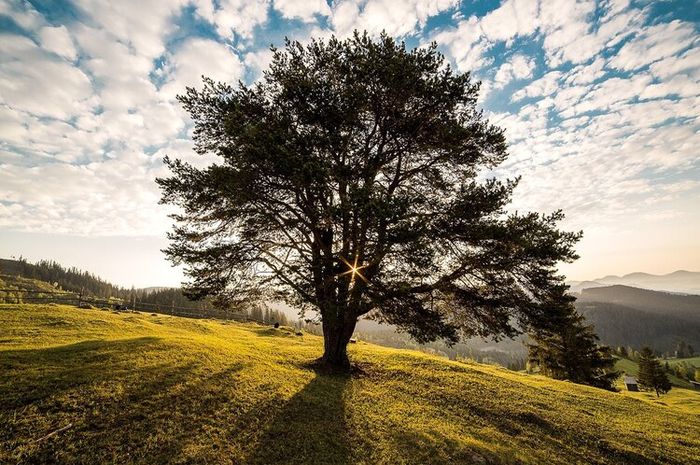 Sejak Kapan Pohon Oak Mulai Tumbuh di Bumi? - Adjar