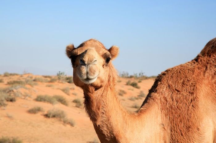 Mulai dari Bisa Makan Kaktus hingga Menahan Haus, Ini Fakta Menarik ...