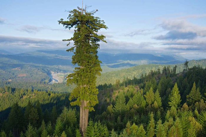Hyperion, Menjulang di Ketinggian dari Sunyinya Hutan Redwood ...