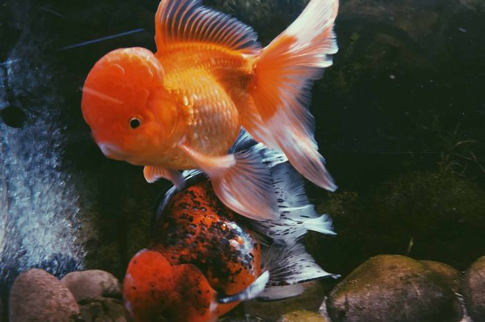 5 Makanan Ikan Louhan agar Sehat dan Lebih Cepat Jenong - Adjar