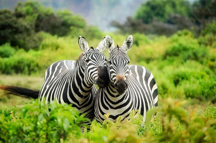 Terkenal dengan Kulit Belangnya, Zebra Miliki Warna Putih Garis Hitam ...