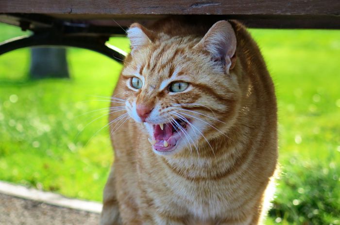 Pantas Kucing Marah Jika Dipegang Ekornya, Ternyata Ini 7 Alasannya ...