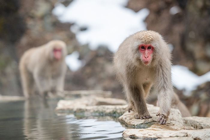5 Spesies Hewan yang Termasuk Primata, Enggak Cuma Monyet dan Kera - Kids