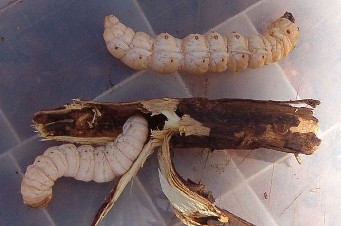 5 Arti Mimpi Belatung, Ternyata Bukan Pertanda Mengerikan Melainkan ...