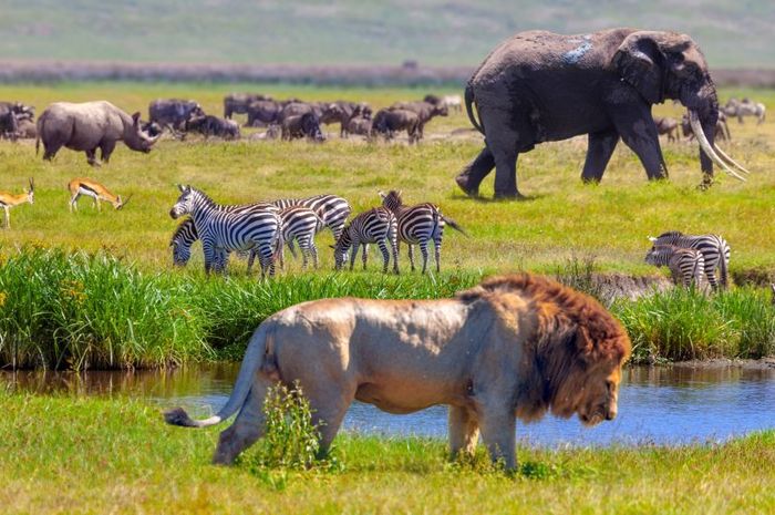 Populasi Satwa Liar Dunia Anjlok 69% dalam Rentang Tahun 1970 dan 2018 ...