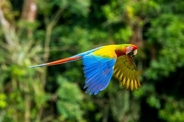 Ada yang Paling Cepat hingga Paling Cerdas di Bumi, Ketahui Fakta 5 ...