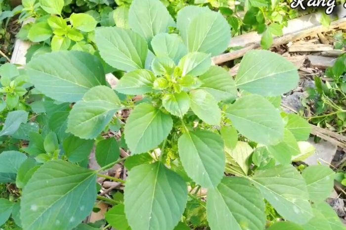 Aneh Kok Kucing Sering Makan Tanaman Depan Rumah Ini, Ternyata ...