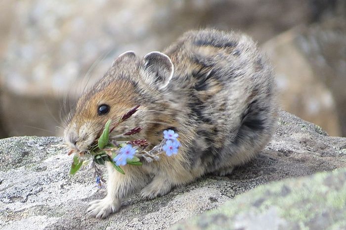 Penampakan Hewan yang Kerap Disebut 'Pikachu' di Dunia Nyata, Ternyata ...