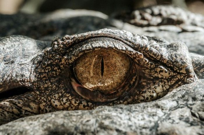 Kinyang, Spesies Baru Buaya yang Pernah Memangsa Nenek Moyang Manusia ...