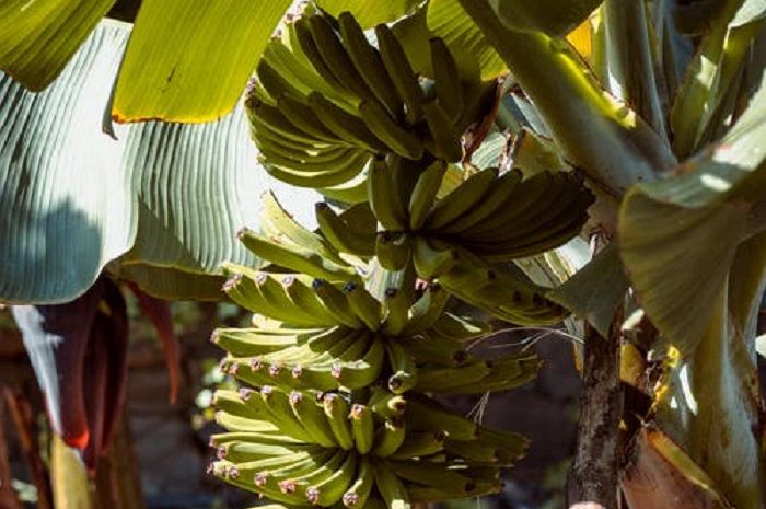 Manfaat Batang Pisang Untuk Kesehatan Tak Ada Tandingannya, Sayang ...