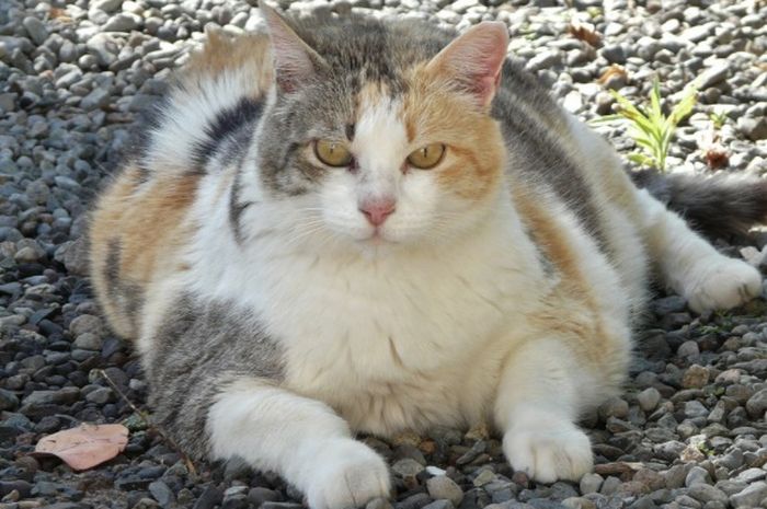 Kucing Liar Suka Buang Air di Halaman Rumah? Gunakan 4 Cara Ini untuk ...