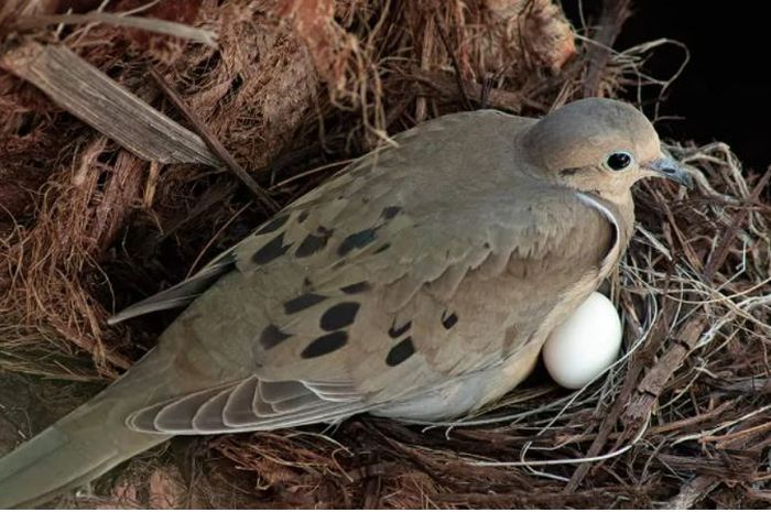 Gak Banyak yang Tahu! Arti Mimpi Melihat Burung Bertelur Ternyata Punya ...