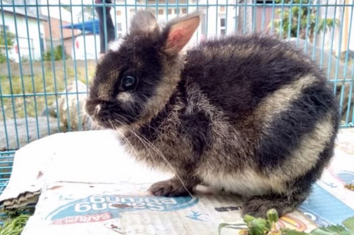 Kelinci Terlangka Sedunia Ditemukan Petani Sumatra dan Nyaris Dijual ...