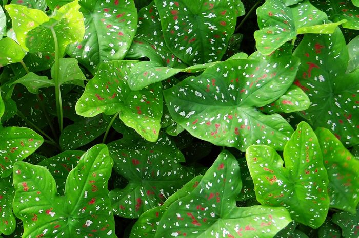 Daun Tanaman Caladium Rontok? Ternyata 5 Hal Ini Bisa Jadi Penyebabnya ...