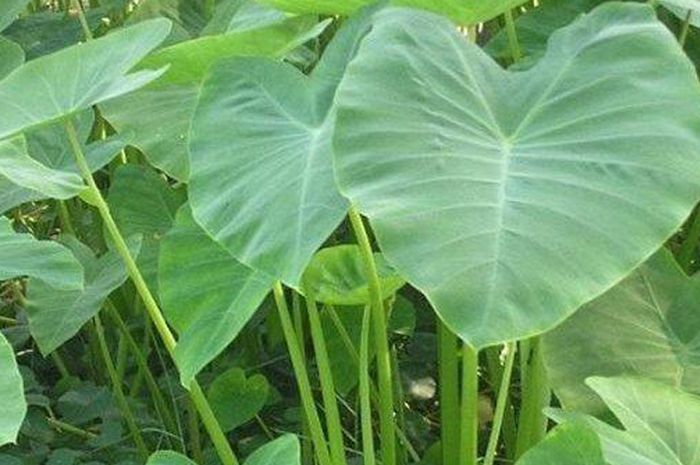 Pantas Jadi Jarang ke Dokter! Cuma Rebus Daun Talas Selama 25 Menit ... Pantas Jadi Jarang ke Dokter! Cuma Rebus Daun Talas Selama 25 Menit ...