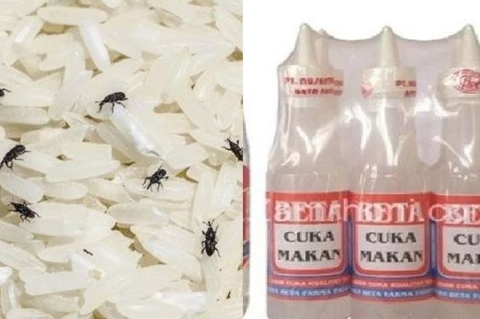 Untung Punya Tetangga Juragan Beras, Jadi Tahu Cara Simpan Beras Agar ... Untung Punya Tetangga Juragan Beras, Jadi Tahu Cara Simpan Beras Agar ...