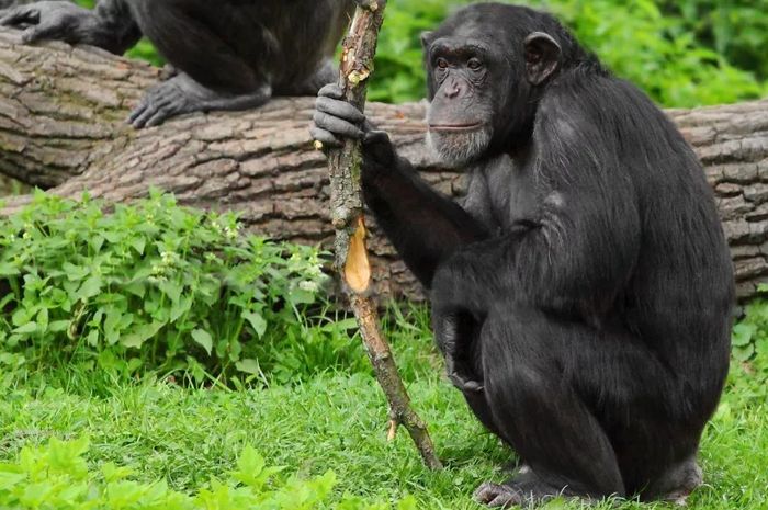 Mengapa Keberadaan Simpanse Sering Disamakan dengan Manusia? - National ...