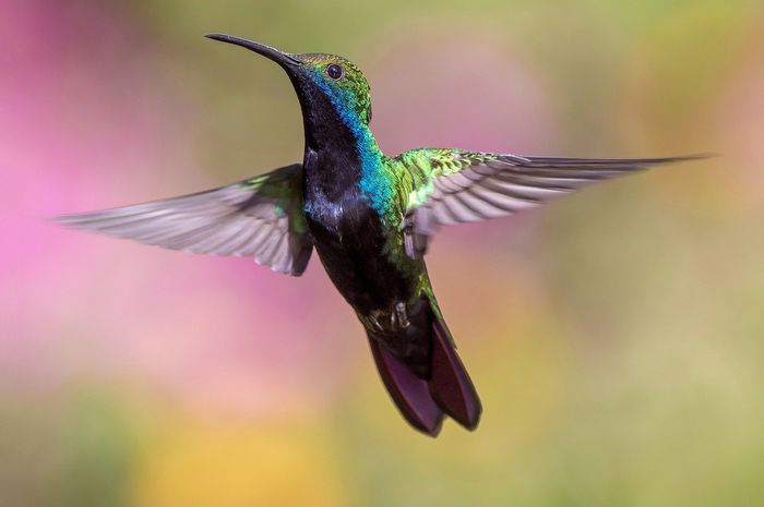 Mengenal Hewan Unik, Burung Kolibri yang Bisa Terbang Mundur dan ...