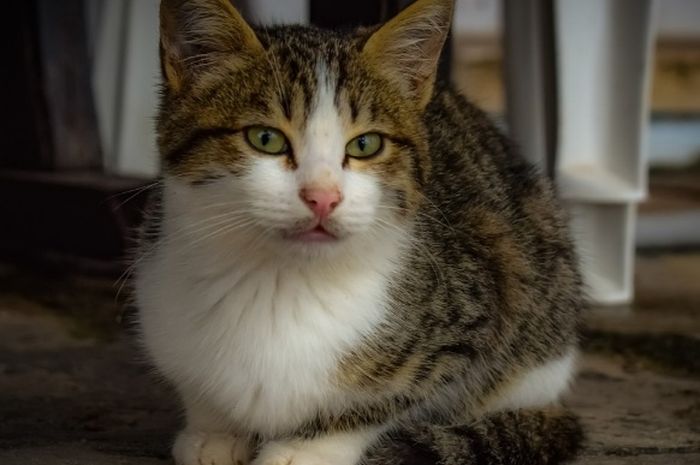 Benarkah Kucing Memiliki Gen yang Sama dengan Harimau? Ketahui 4 ...