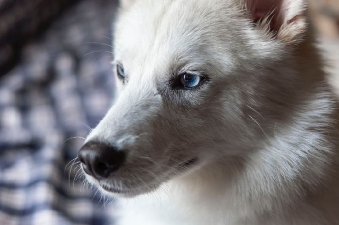 Anjing Kintamani, Anjing Endemik Indonesia Asli Pulau Bali # ...