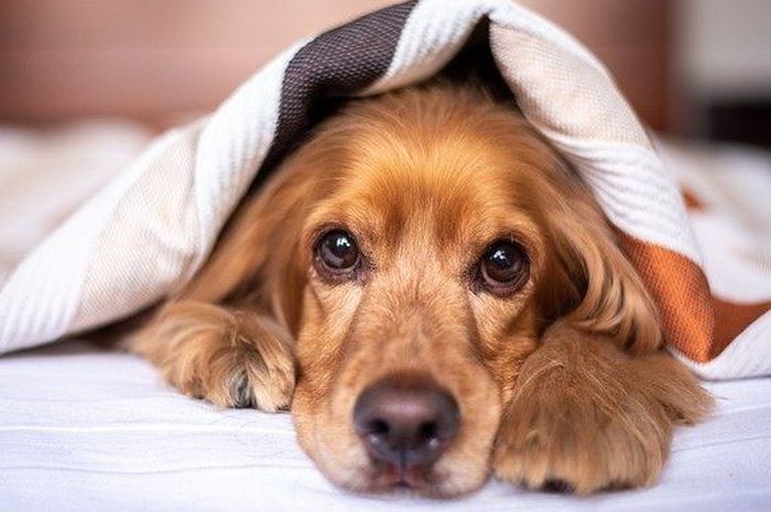 Sering Menyendiri hingga Gelisah, Ini Ciri-Ciri Anjing Hamil dan Akan ...