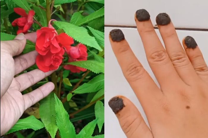 Waktu Kecil Sering Jadi Kutek, Daun Pacar Air Ternyata Jadi Obat ...