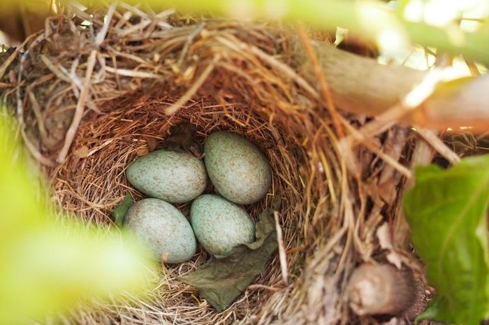 Wah, Baru Tahu! Ternyata Perbedaan Bentuk Telur Burung Berhubungan ...