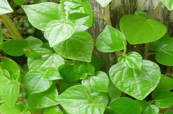 Khasiatnya Tidak Kaleng-Kaleng! Cuma Rebus Daun Suruhan Selama 20 Menit ...