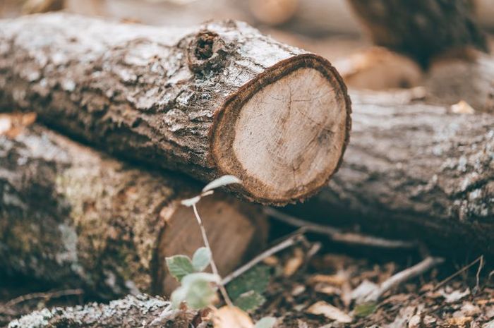 Meski Memiliki Beban Berat, Mengapa Kayu Dapat Terapung di Atas Air ...