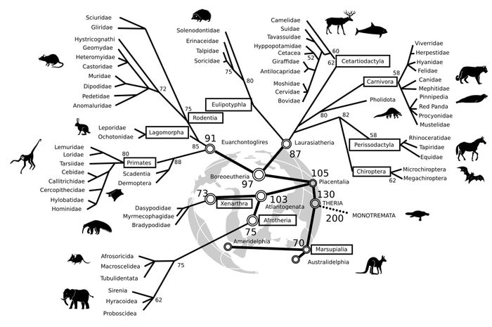 Mengkaji Ulang Pohon Evolusi: Selama Ini Kita Banyak yang Salah ...