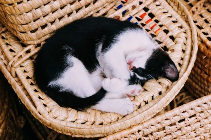 Kenapa Kucing Suka Berputar-putar Sebelum Tidur? Ternyata Ini 3 ...