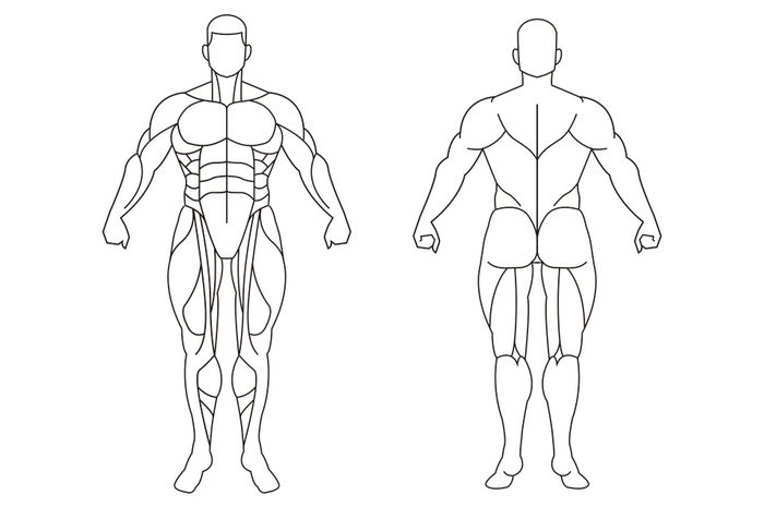 Pengertian dan Jenis-Jenis Otot Berdasar Struktur dan Fungsinya ...