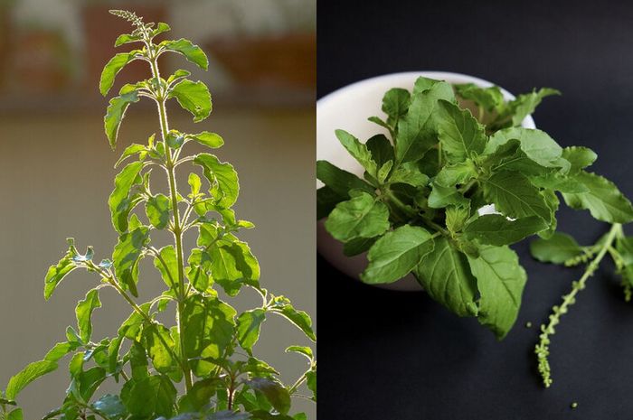 Sering Lihat di Rumah Pak RT, Tanaman Mirip Daun Kemangi Ini Bisa Bikin Kulit Wajah Glowing ...