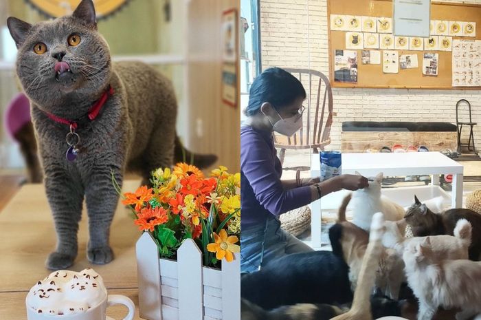 Gemas! Ini 3 Rekomendasi Cat Cafe di Jakarta, Bisa Puas Main Sama ...