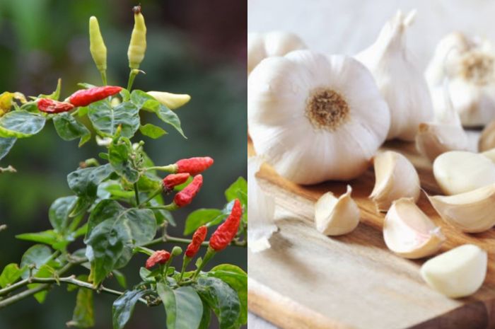 Modalnya Cuma Kulit Bawang Putih yang Mau Dibuang, Ternyata Bisa Bikin ...