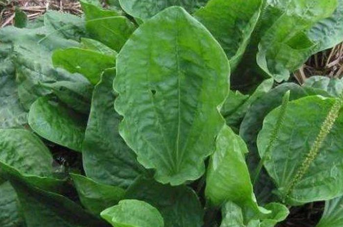 Jangan Takut Gula Darah Naik, Cukup Rebus Daun Sendok Selama 15 Menit ...