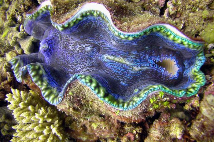 Kima: Kerang Raksasa nan Indah dan Dilindungi di Seluruh Dunia ...