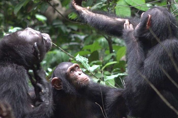 Simpanse Tahu Jenis Tumbuhan Berkhasiat Penyembuh Luka dan Sakit ...