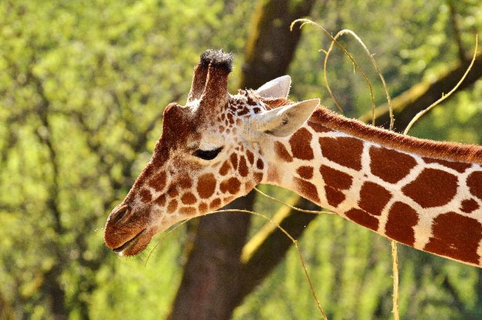 Jerapah Tidur Sambil Berdiri, Benarkah Salah Satu Cara Bertahan ...