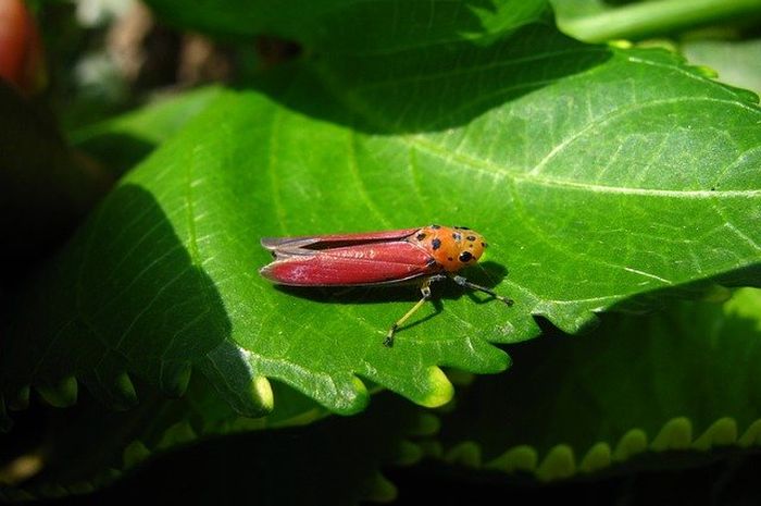 Mengenal Ciri-Ciri Serangga dan Peranannya dalam Kehidupan - Semua ...