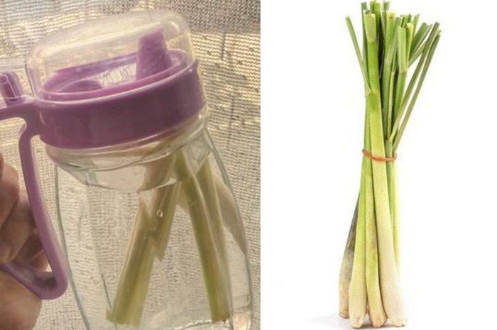 Cuma Ambil 2 Batang, Rendam Serai Semalaman Lalu Minum saat Sahur ...