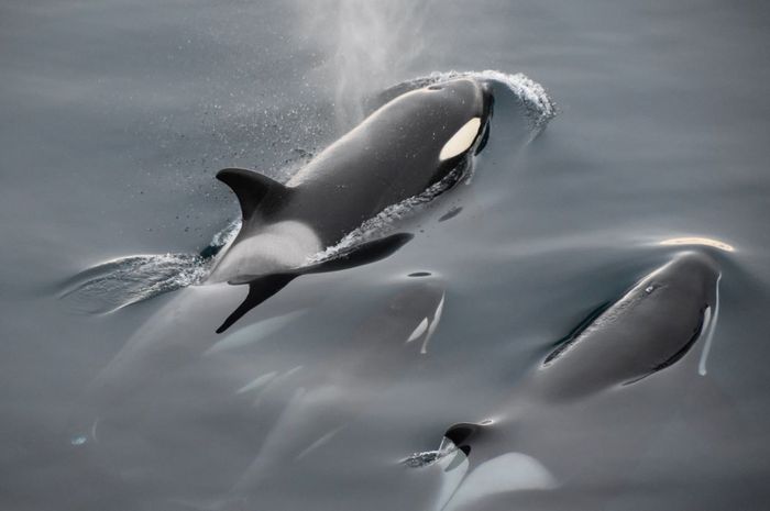 Orca Bisa Hidup Selama 90 Tahun demi Menjaga Cucunya, Ini Fakta Menarik ...