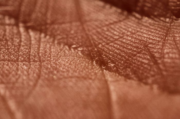 Mengenal 5 Peran Kulit Sebagai Organ Ekskresi Tubuh dan Penjelasannya ...