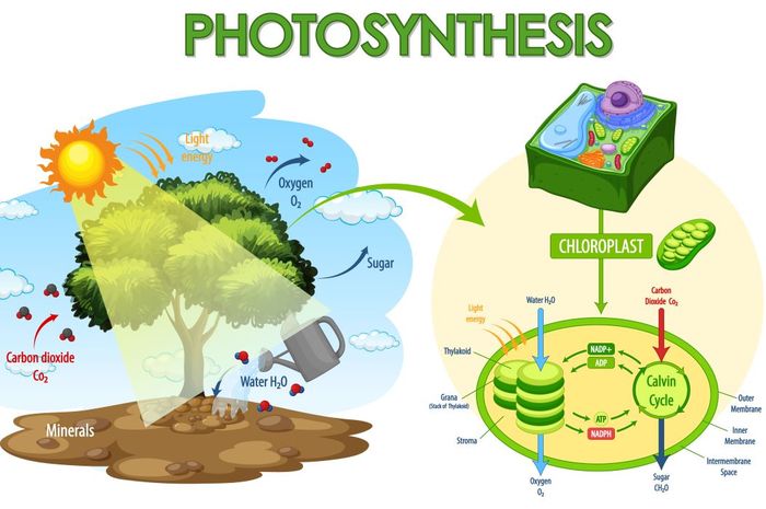 Contoh Soal dan Pembahasan Materi Organ Tumbuhan untuk Fotosintesis - Bobo