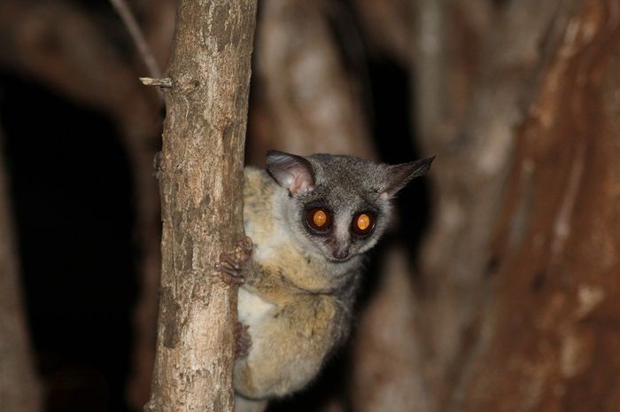 5 Spesies Hewan yang Termasuk Primata, Enggak Cuma Monyet dan Kera - Kids