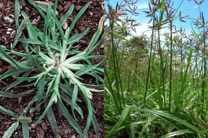 Sering Lihat Tapi Tak Sadar, Rumput Liar Ini Ternyata Obat Mujarab ...